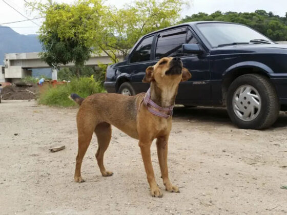 Governo de SP endurece punições para maus-tratos a animais e multas ...